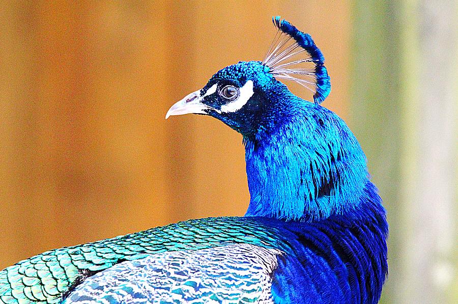 Amazing Peacock Photograph By Scott Burd Pixels