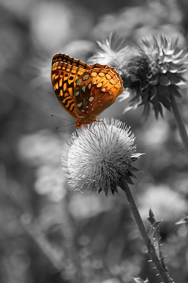 Amber Butterfly colorized Photograph by David Dunham - Fine Art America