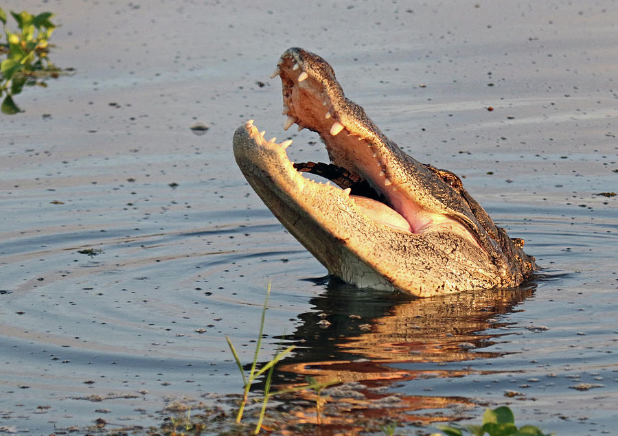 American Alligator eating Smaller Alligator Photograph by Mercedes ...
