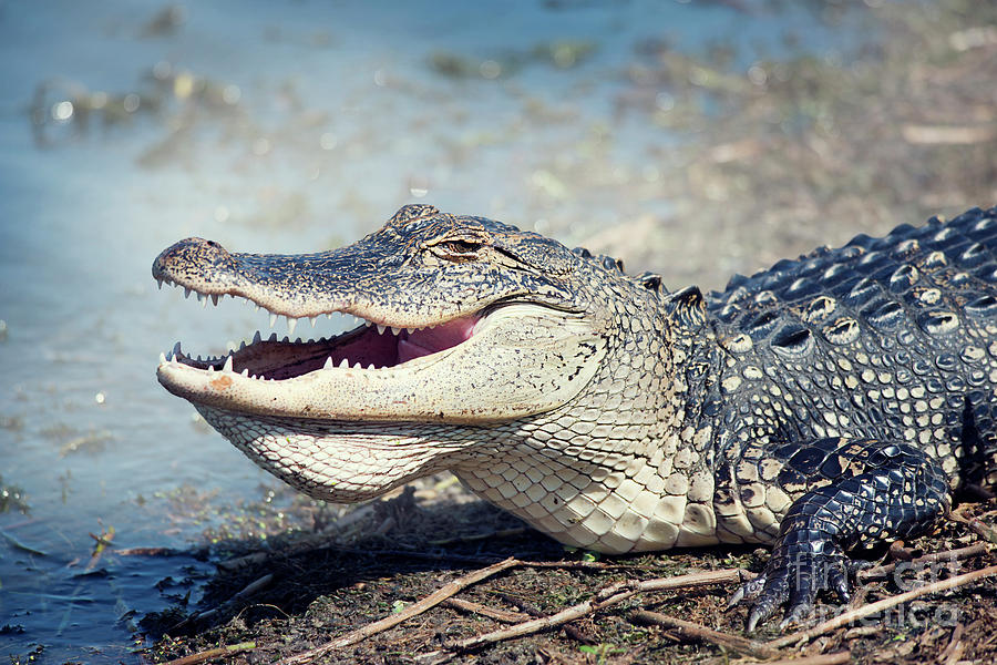 American Alligator Photograph by Svetlana Foote - Fine Art America