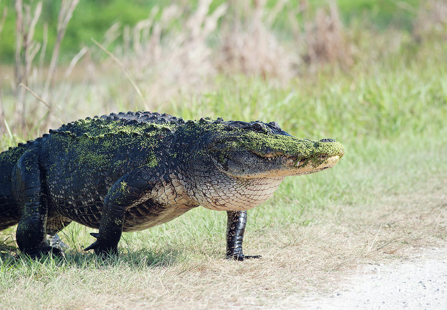 American Alligator walking Photograph by Svetlana Foote - Pixels