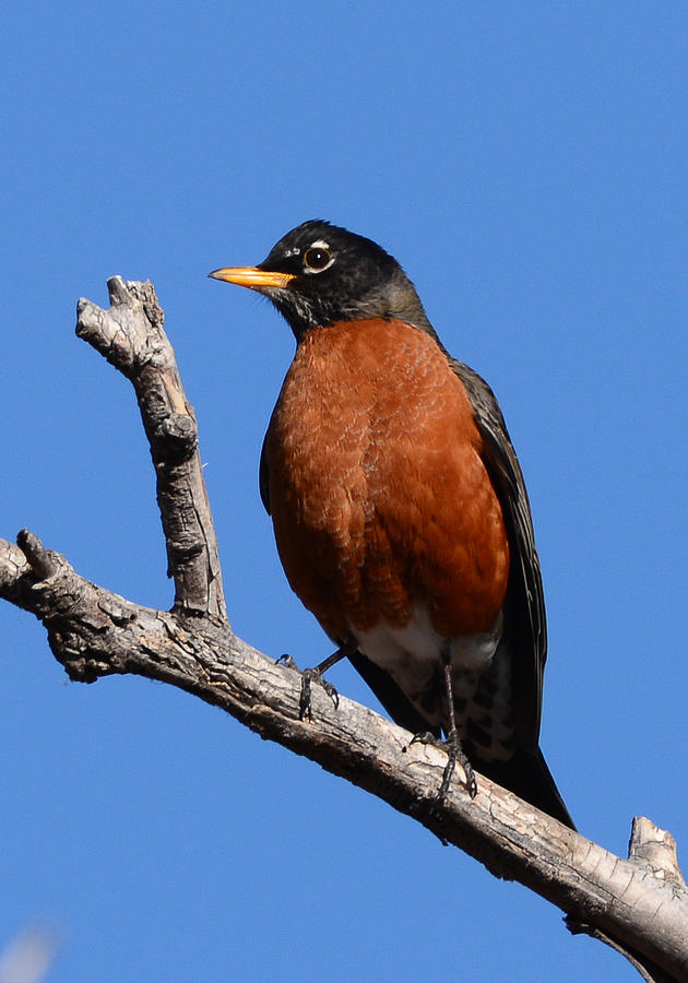 American Robin Photograph by Richard Eastman - Fine Art America