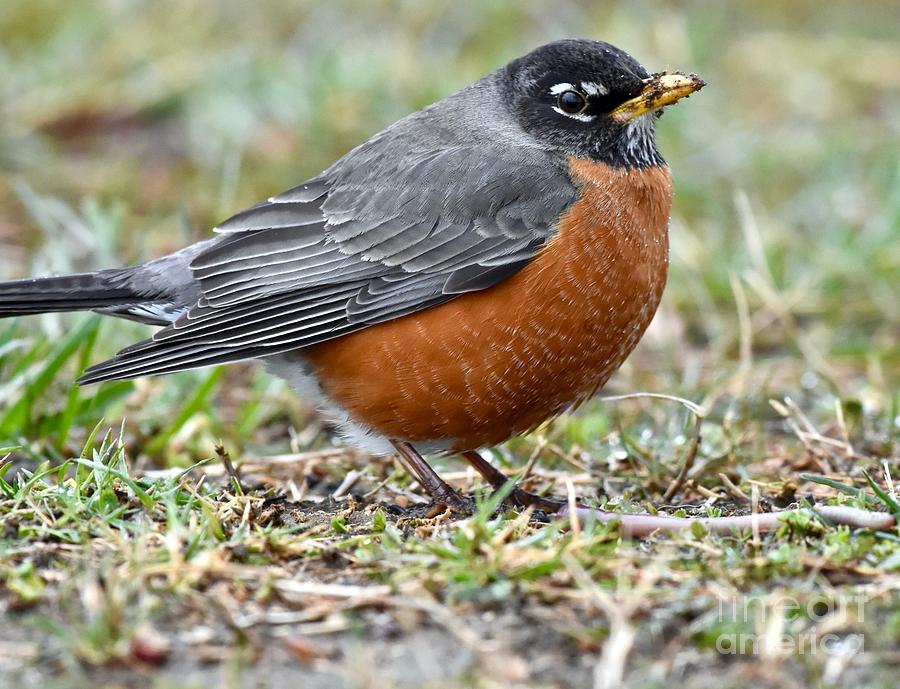 American robin with muddy beak Photograph by JL Images - Fine Art America