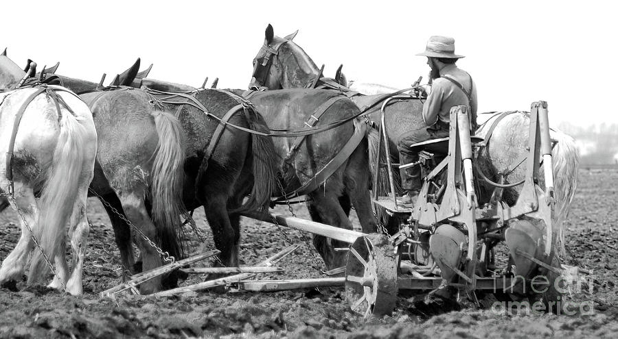 Amish spring-2 Photograph by David Nicholson - Fine Art America