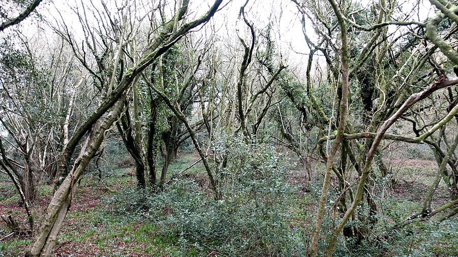 Ancient Woodland Semley IV Photograph by Nicholas Rainsford - Fine Art ...