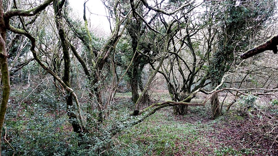 Ancient Woodland Semley XIV Photograph by Nicholas Rainsford - Fine Art ...