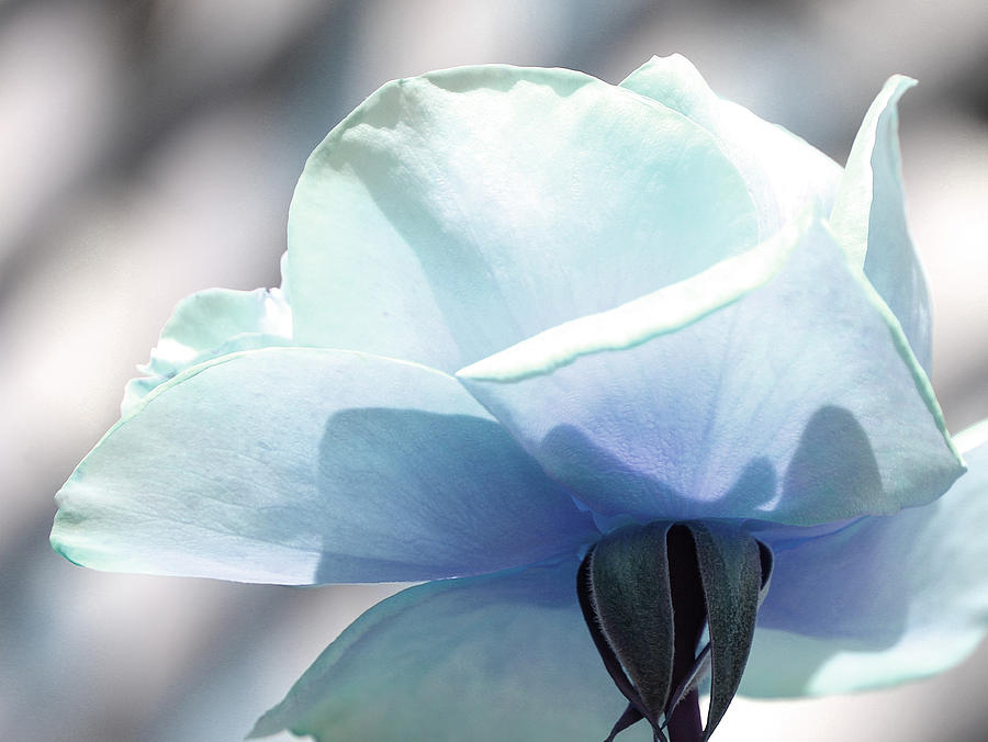 Angel Breathing Photograph By The Art Of Marilyn Ridoutt Greene Fine Art America