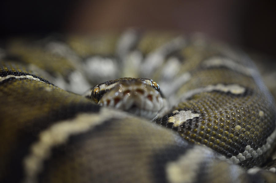 Angolan Python Python anchietae Photograph by Tim Smith | Fine Art America