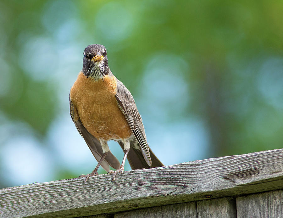 Angry bird Photograph by Bogdan Lewulis - Fine Art America