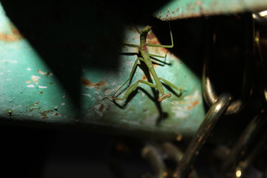 Angry, Praying Mantis Photograph by Heather Ann - Fine Art America