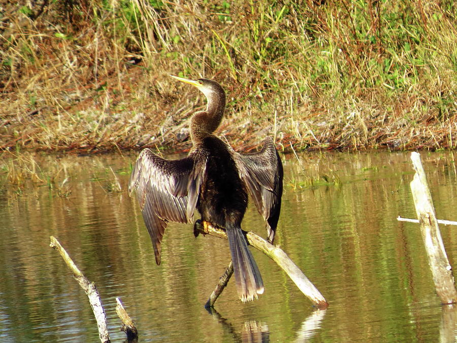 Anhinga Drying Its Wings Photograph by Roger Epps | Fine Art America