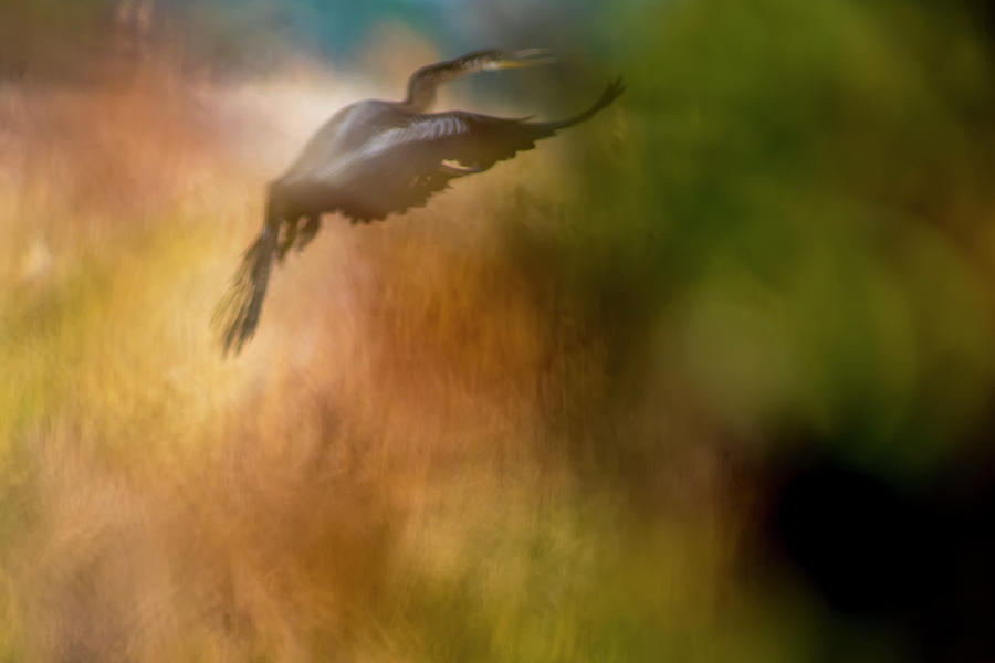 Anhinga in flight Photograph by Gunter Weber - Fine Art America