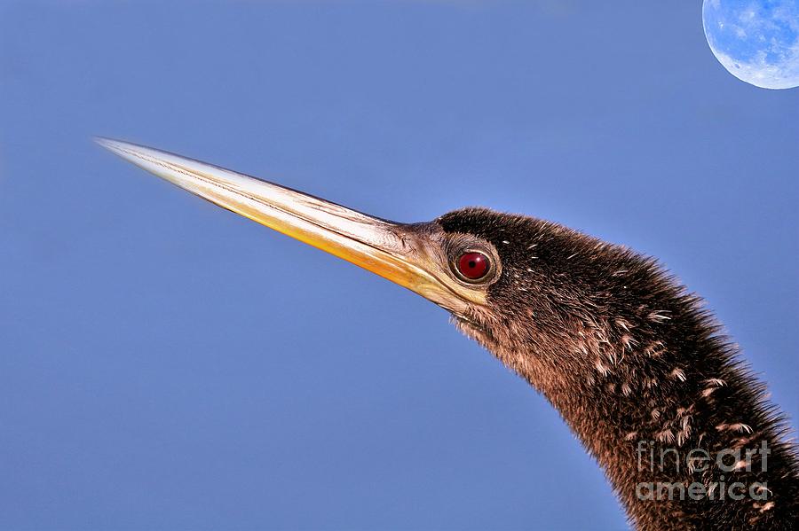 Anhinga Portrait Photograph by Diann Fisher - Fine Art America