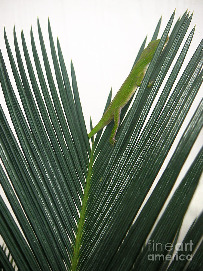 Anole With Palm - Shy Photograph by Lucyna A M Green - Fine Art America
