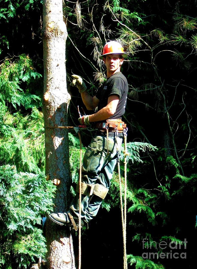 Anthony The Tree Cutter in the Pacific Northwest Photograph by Delores ...