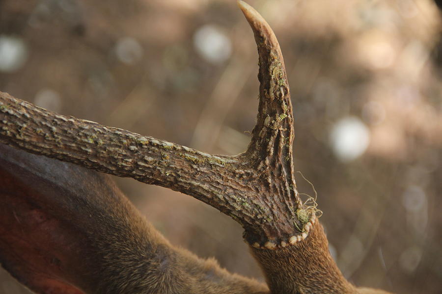 Antler Photograph by Lara Wijesuriya | Fine Art America
