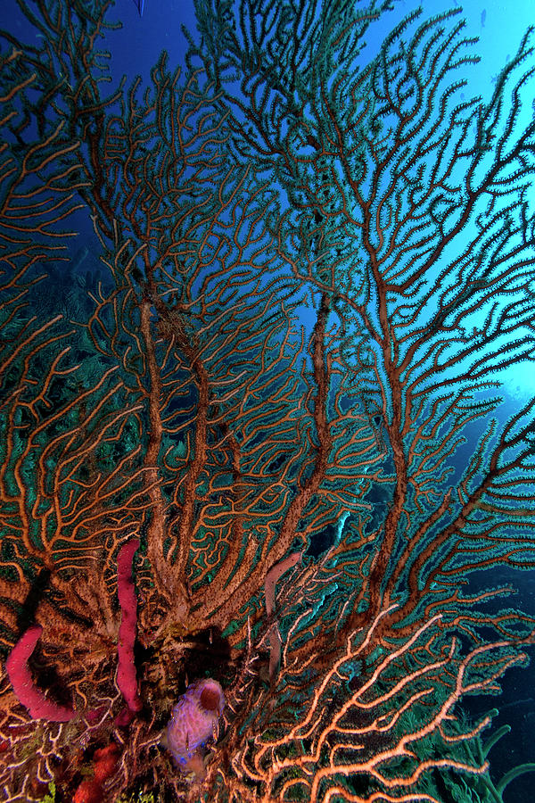 Aquatic Structures Photograph by Rico Besserdich - Fine Art America