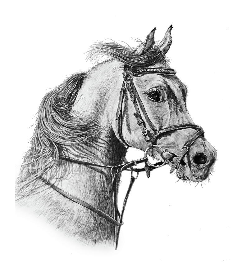 Arab Study Drawing by Christopher Malling | Fine Art America