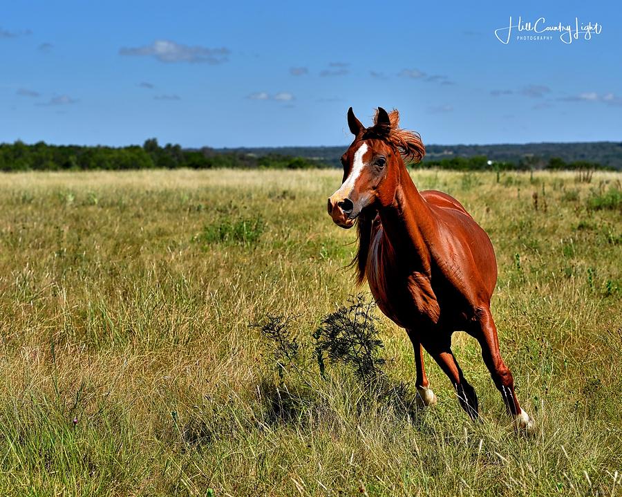 Arabian Running Free Photograph By Miguel Lecuona Fine Art America