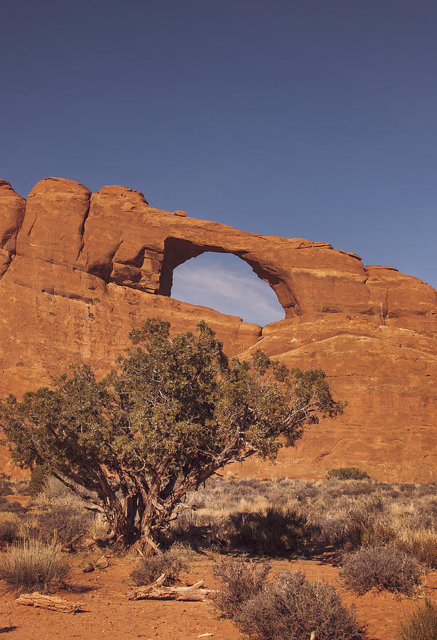 Arch with tree Photograph by Amanda Tisch - Fine Art America