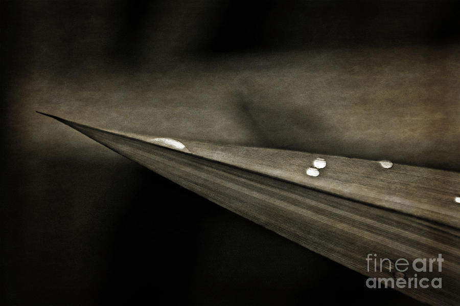 At The Tip Sepia 2011 Photograph By Michael Ziegler Fine Art America