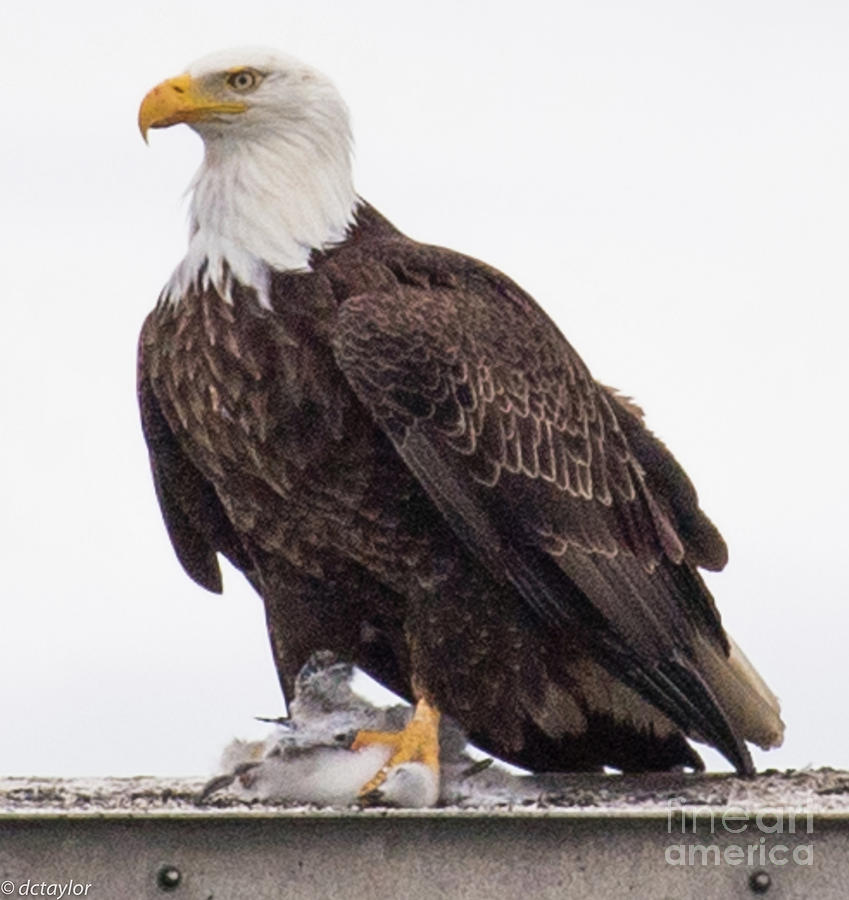 The Bald Eagle and its Prey Photograph by David Taylor - Fine Art America