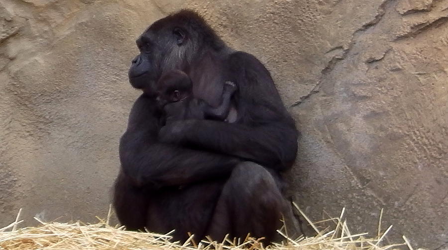 Australia - Baby Gorilla In Mums Arms Photograph by Jeffrey Shaw - Pixels Australia - Baby Gorilla In Mums Arms Photograph by Jeffrey Shaw - Pixels