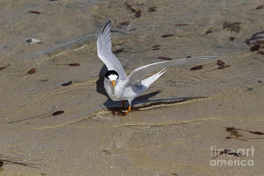 Australian Fairy Tern Photograph by John Watkins/FLPA | Fine Art America