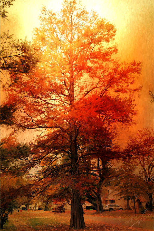 Autumn Cedar Photograph by Theresa Campbell - Fine Art America