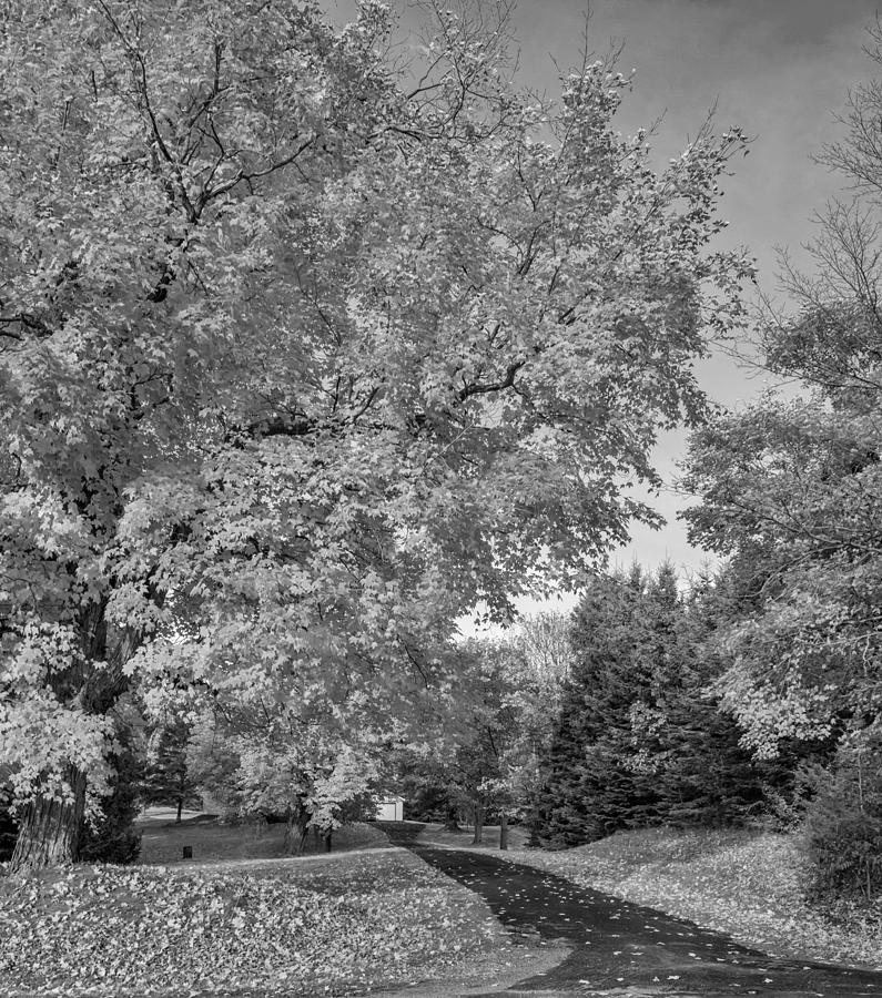 Autumn Entrance 4 - bw Photograph by Steve Harrington - Fine Art America