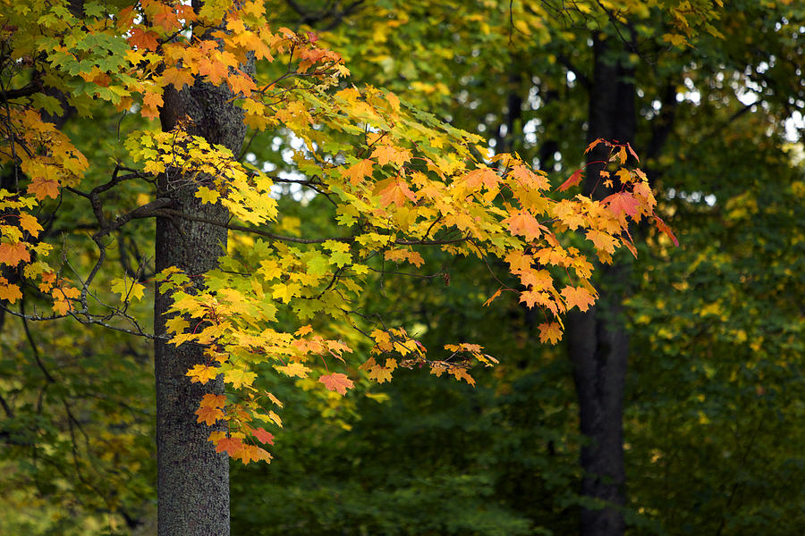 Autumn gradient tree branch Photograph by Sandra Rugina | Fine Art America