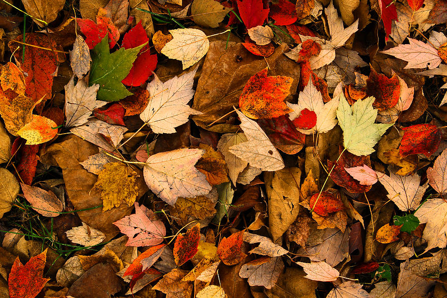 Autumn Leaves Must Fall Photograph by Greg Matchick - Fine Art America