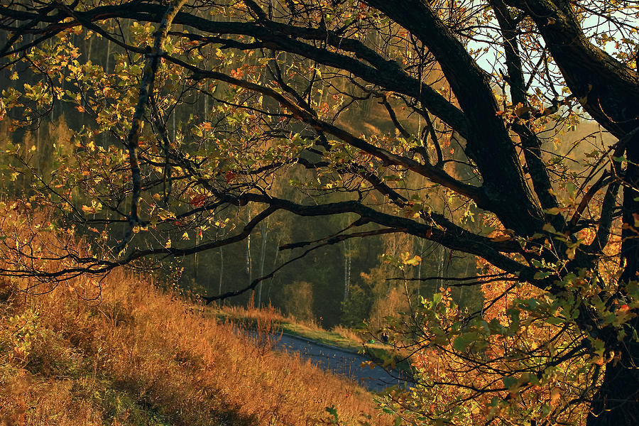 Autumn nostalgia Photograph by Natalya Myachikova - Fine Art America