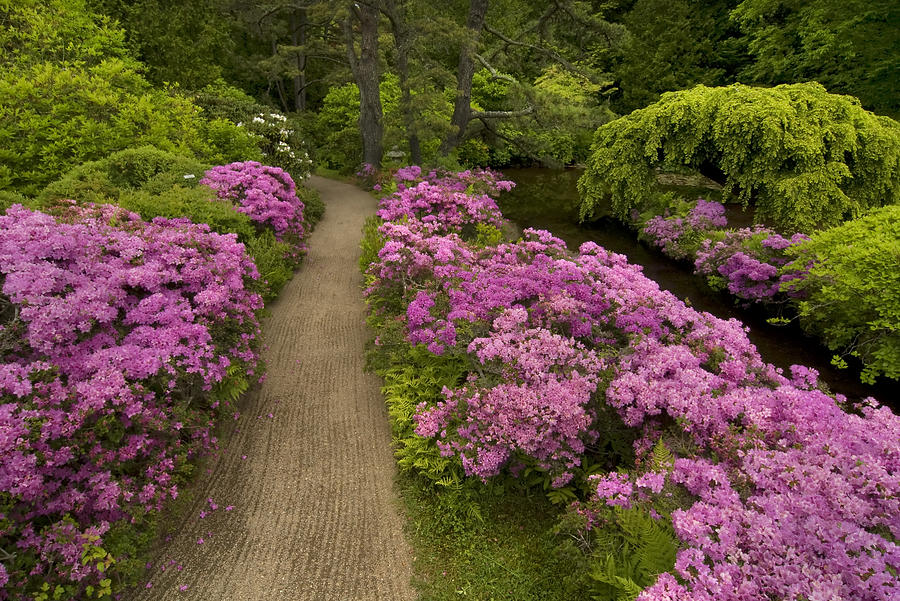 Azalea Path Photograph by Ed Lowe - Fine Art America