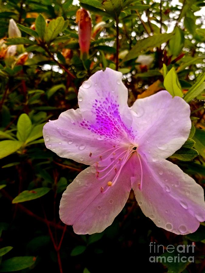Azalea Spring Photograph by Daniel Davis - Fine Art America