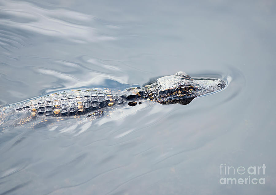 Baby American Alligator Photograph by Svetlana Foote | Fine Art America