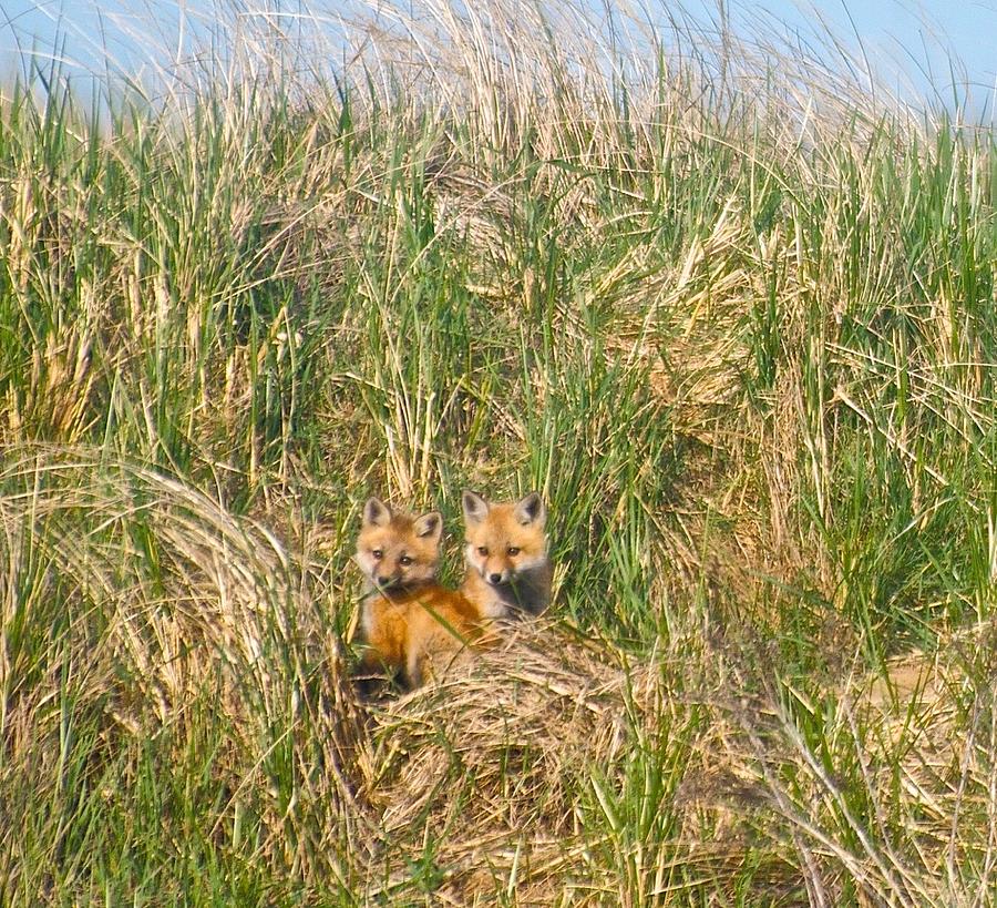 Baby Fox Kits Photograph by Christine Russell - Pixels