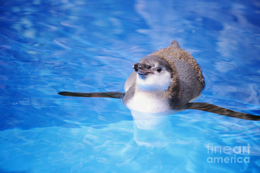 Baby penguin floating Photograph by Tomas del Amo - Printscapes - Fine ...
