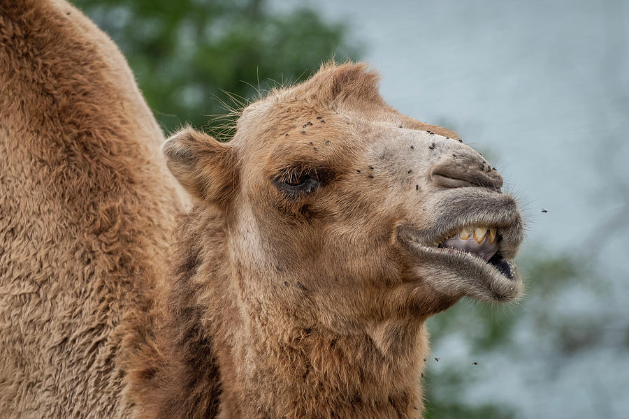 Bactrian Camel with Flies Photograph by Michael Cunningham - Pixels