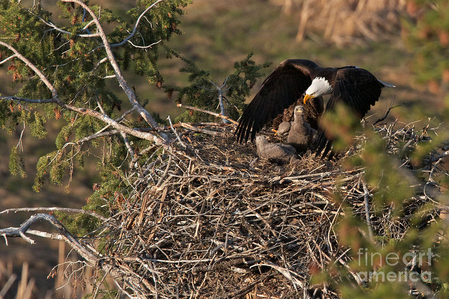 Bald Eagle and Eaglets Photograph by Daryl L Hunter - Pixels