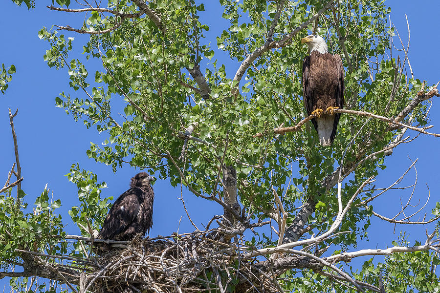Bald Eagle Guards Its Eaglet Photograph by Tony Hake - Fine Art America