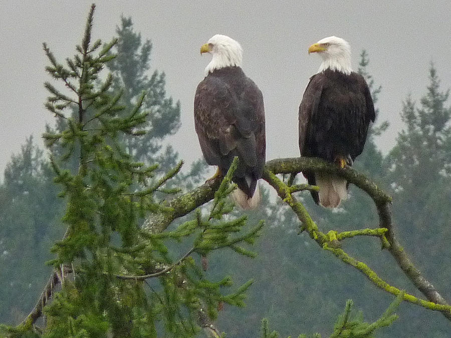 Bald eagle pair Photograph by Shannon Gresham - Pixels
