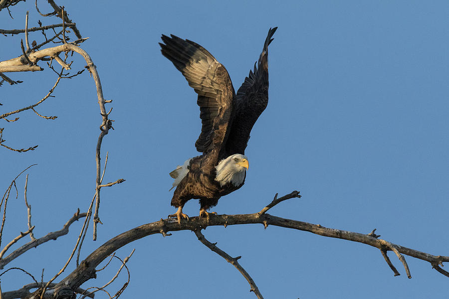 Bald Eagle Raises its Wings to Launch Photograph by Tony Hake - Fine ...