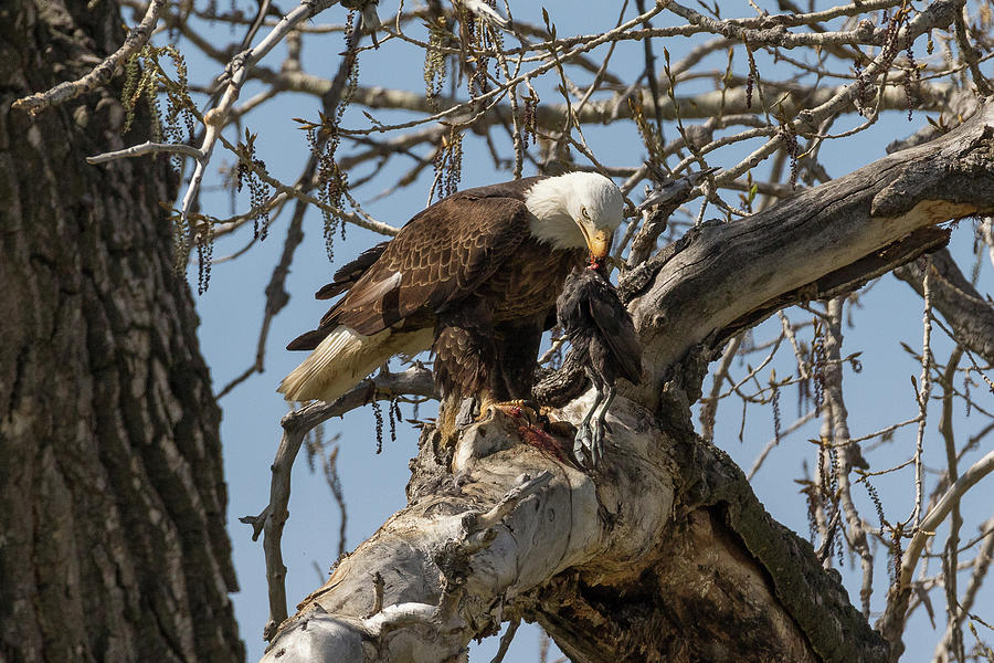 Bald Eagle With Its Prey Photograph by Tony Hake - Fine Art America
