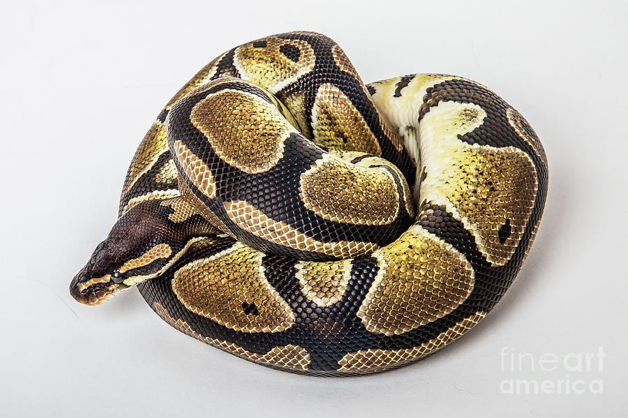 Ball python Photograph by Benny Marty - Fine Art America