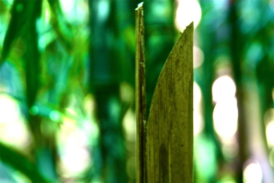 Bamboo split Photograph by Stephen Mar - Fine Art America