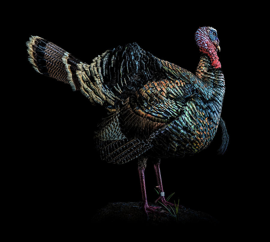 Banded Turkey Photograph by Bryon Worthen - Fine Art America