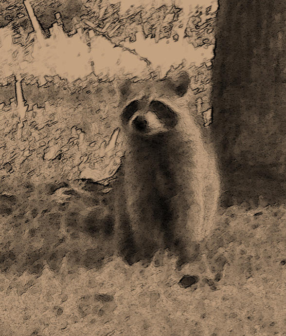 Bandit Photograph By Sherwanda Irvin Fine Art America