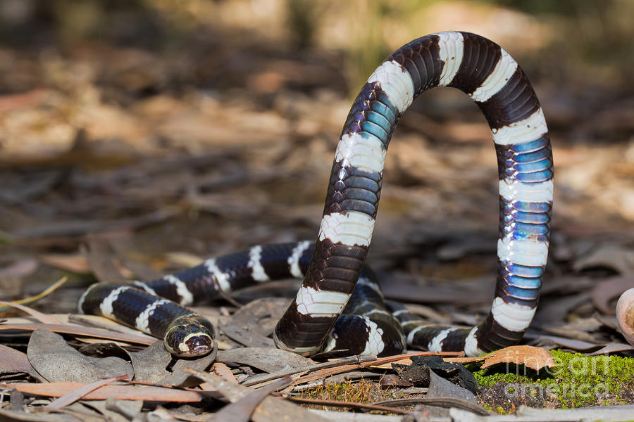 Bandy Bandy Photograph by B.G. Thomson | Fine Art America