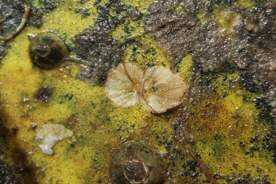 Barnacles Photograph by Christopher Trahan - Fine Art America